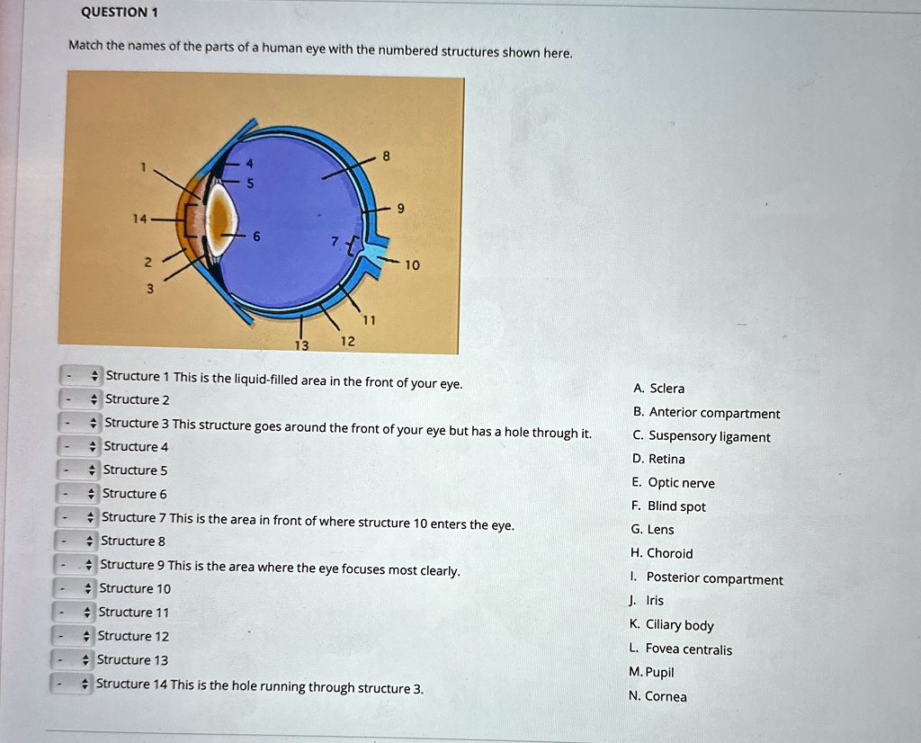 question 1 match the names of the parts of a human eye with the ...