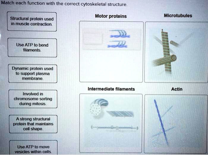 SOLVED: Match each function with the correct cytoskeletal structure: Motor proteins Microtubules ...