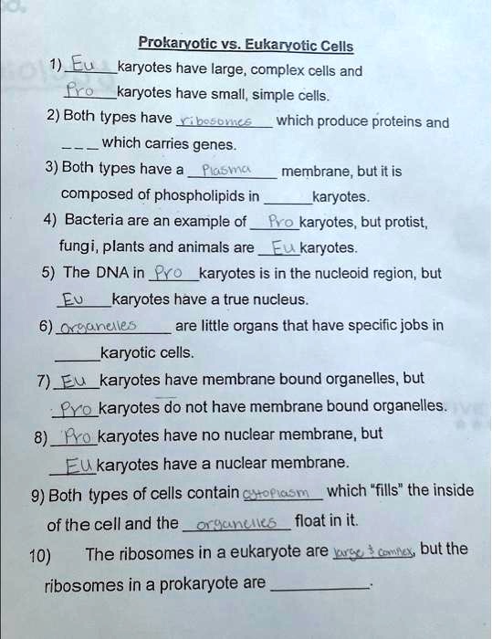 SOLVED: Prokaryotic vs. Eukaryotic Cells 1) Eukaryotes have large ...