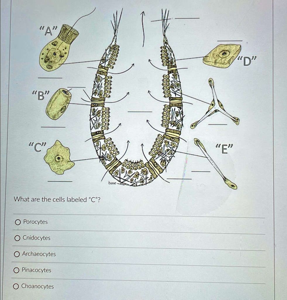 What are the cells labeled "C"? Porocytes Cnidocytes Archaeocytes ...