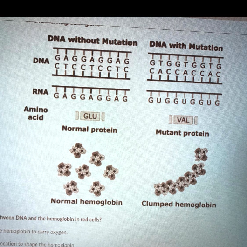 DNA without Mutation DNA with Mutation DNA GAGGAGGAG CTCCTCCTC ...