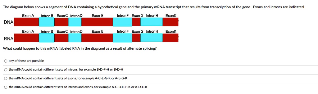 SOLVED: The diagram below shows a segment of DNA containing a ...