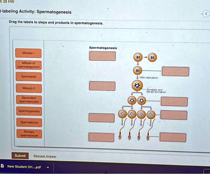 h 28 HW -labeling Activity: Spermatogenesis Drag the labels to steps ...
