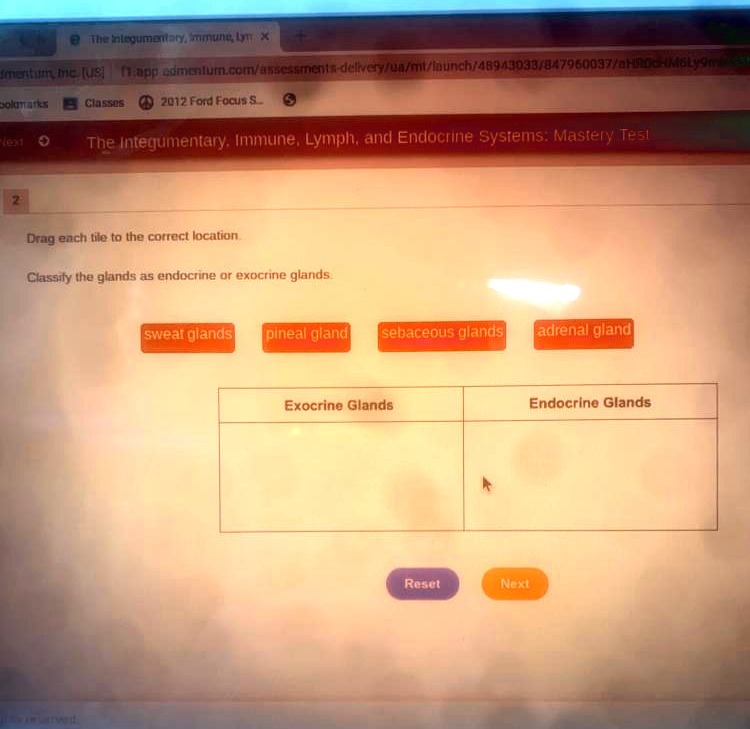 The Integumentary Immune Lymph And Endocrine Systems Mastery Test 2 Drag Each Tile To The
