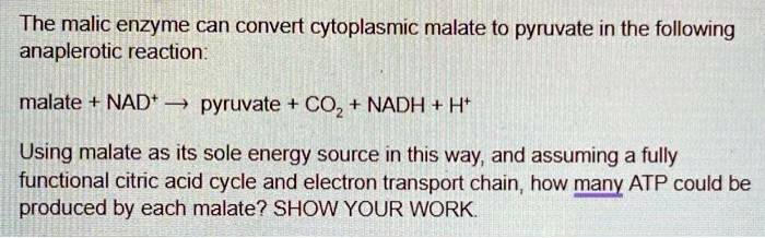 the malic enzyme can convert cytoplasmic malate to pyruvate in the ...