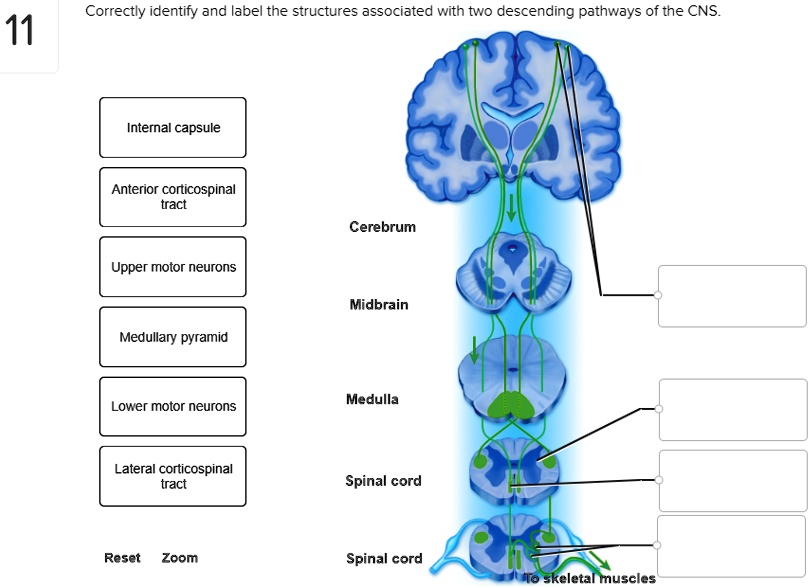 Correctly identify and label the structures associated with two ...
