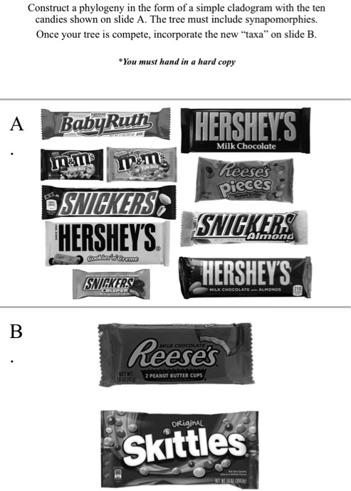 SOLVED: Construct phylogeny in the form of simple cladogram with the ...