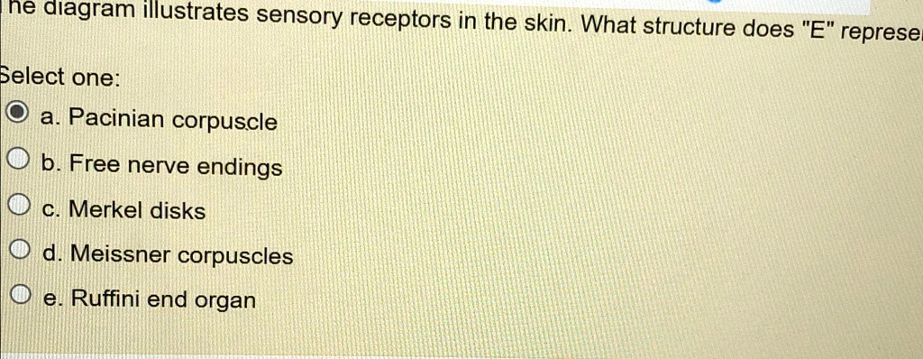 SOLVED: The diagram illustrates sensory receptors in the skin. What ...
