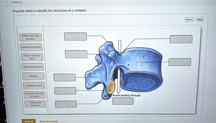 falla drag the labels to identify the structures on a vertebra ... falla drag the labels to identify the structures on a vertebra ...