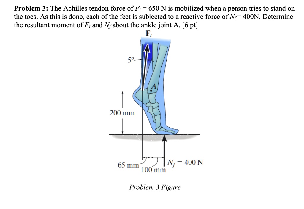 Problem 3: The Achilles tendon force of Ft = 650 N is...