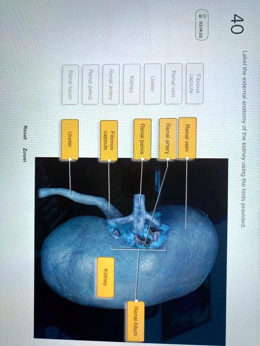 Renal hilum Renal pelvis Renal artery Kidney Ureter Renal vein Capsule ...