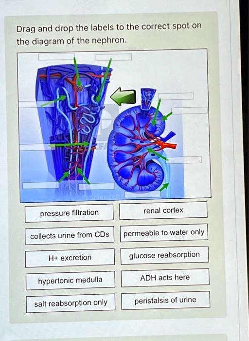 Drag and drop the labels to the correct spot on the diagram of the nephron. pressure filtration ...