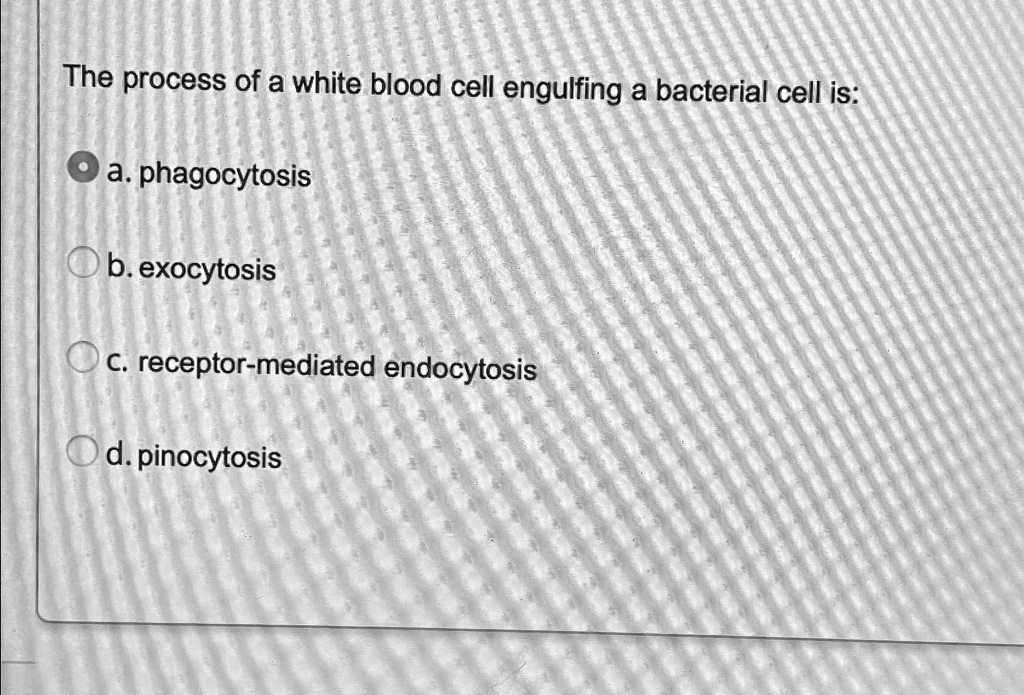 The process of a white blood cell engulfing a bacterial cell is: a ...