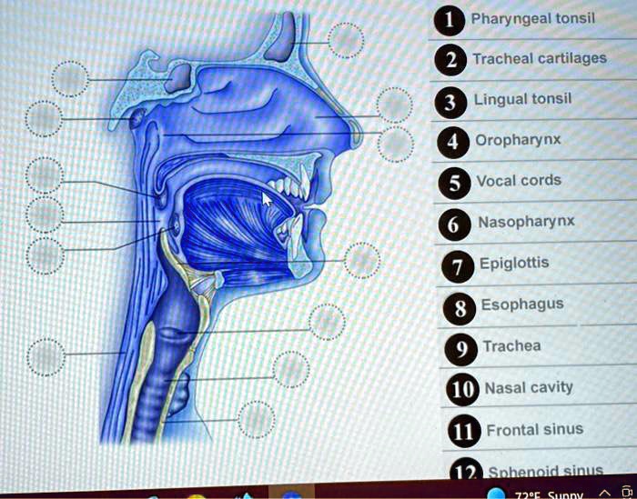 1 Pharyngeal tonsil 2 Tracheal cartilages 3 Lingual tonsil 4 Oropharynx ...