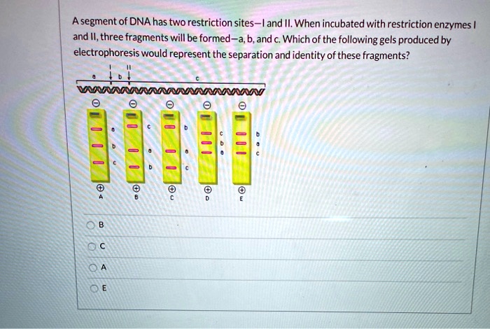 a segment of dna has two restriction sites and when incubated with ...