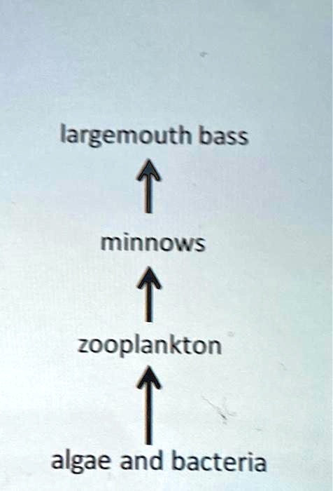 largemouth bass ? minnows ? zooplankton ? algae and bacteria