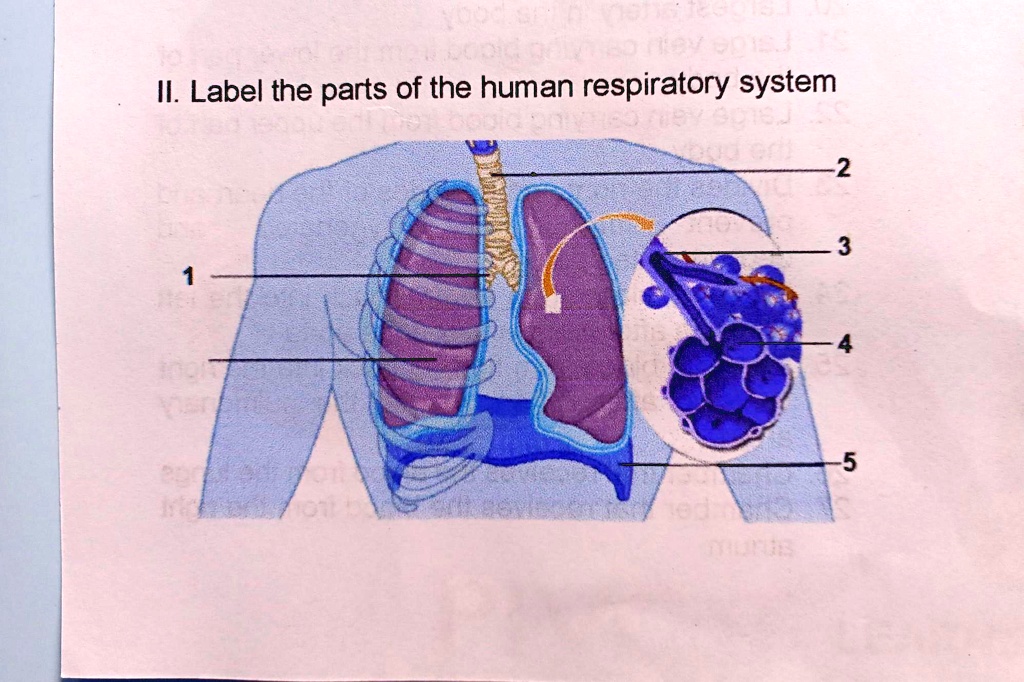 II. Label the parts of the human respiratory system 1 2 3 4 5