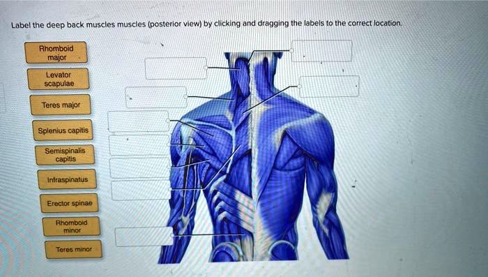 Label the deep back muscles muscles (posterior view) by clicking and ...