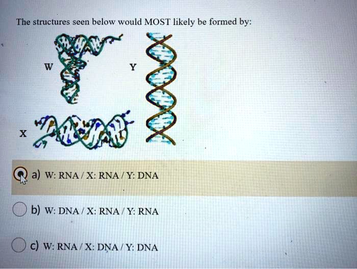 The structures seen below would MOST likely be formed by: a)...
