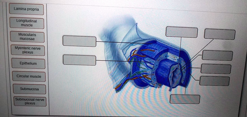 Lamina propria Longitudinal muscle Muscularis mucosae Myenteric nerve ...