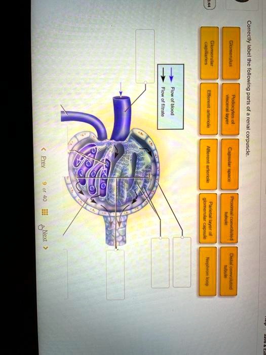Correctly label the following parts of a renal corpuscle. Glomerulus ...
