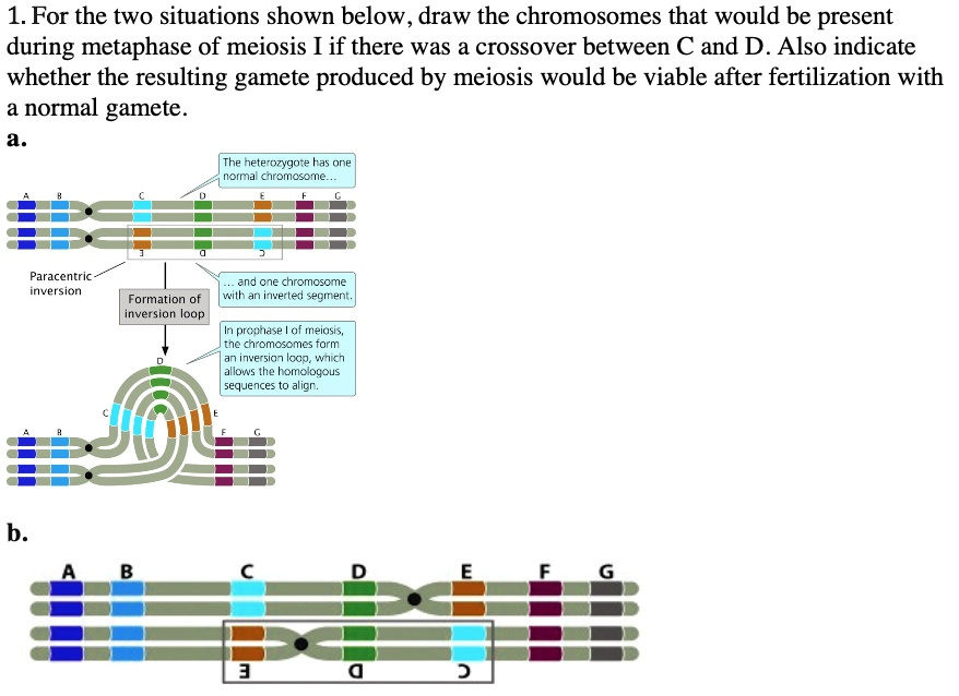 1for the two situations shown below draw the chromosomes that would be ...