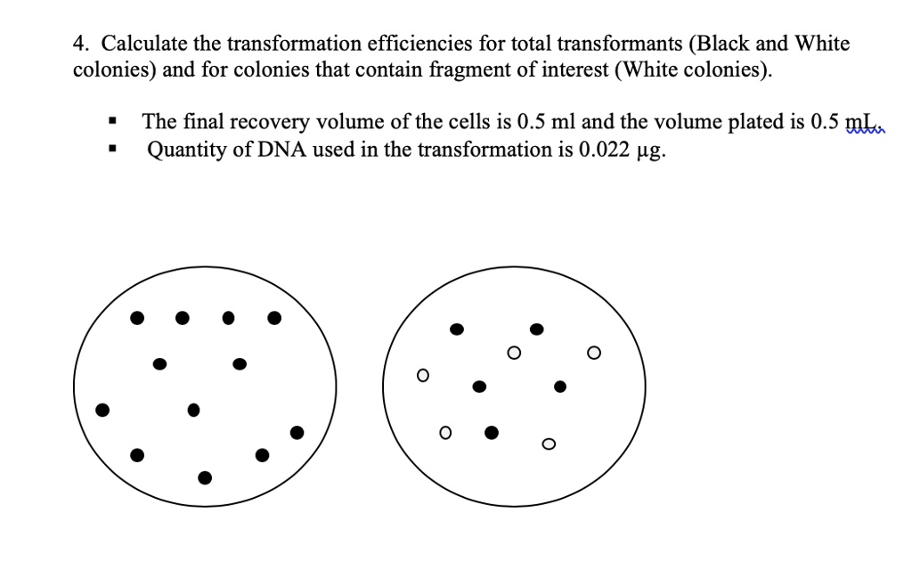 SOLVED: 4 Calculate the transformation efficiencies for total transformants (Black and White ...