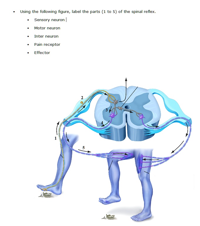 using the following figure label the parts 1 to 5 of the spinal reflex ...