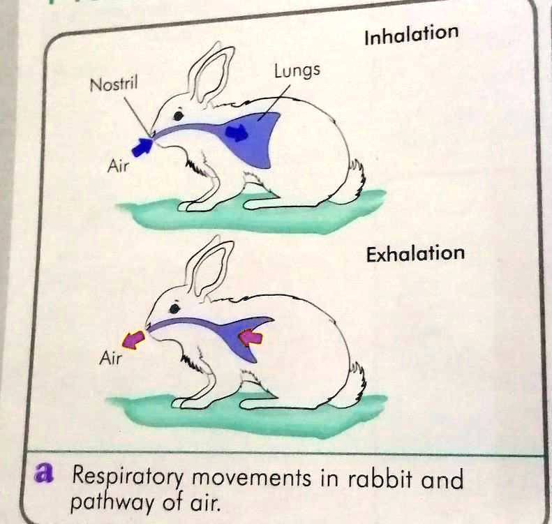 SOLVED: 'show that respiratory gaseous exchange in a rabbit occurs at ...