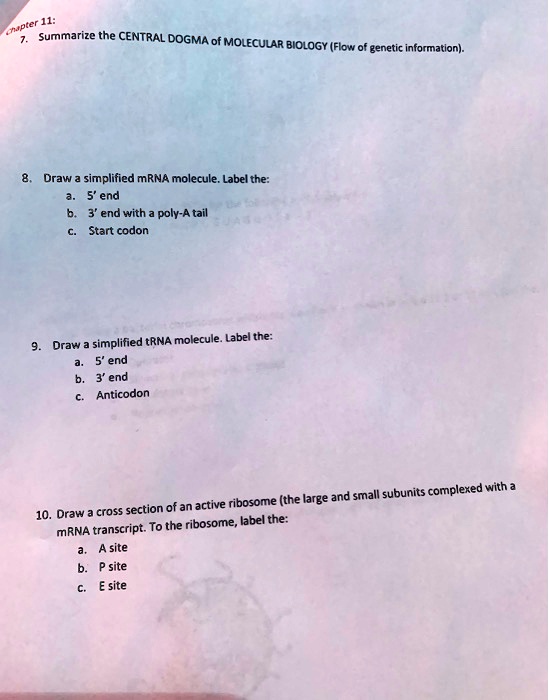 SOLVED: ntet Summarize the CENTRAL DOGMA of MOLECULAR BIOLOGY (Flow ...