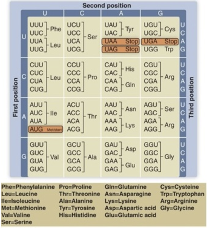 SOLVED: Phe=Phenylalanine Pro=Proline Gln=Glutamine Cys=Cysteine Leu ...