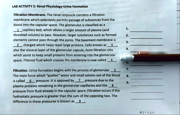 lab activity 5 renal physiology urine formation filtration membrane the ...