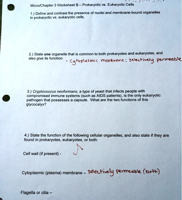 SOLVED:Micro/Chapter Worksheet B Prokaryotic vs. Eukaryotic Cells 1 ...