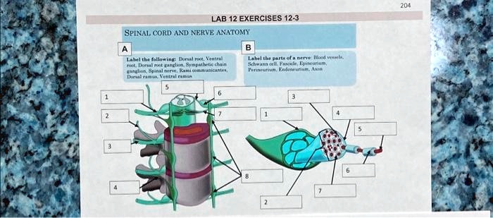 SOLVED: 1234 LAB 12 EXERCISES 12-3 SPINAL CORD AND NERVE ANATOMY A ...