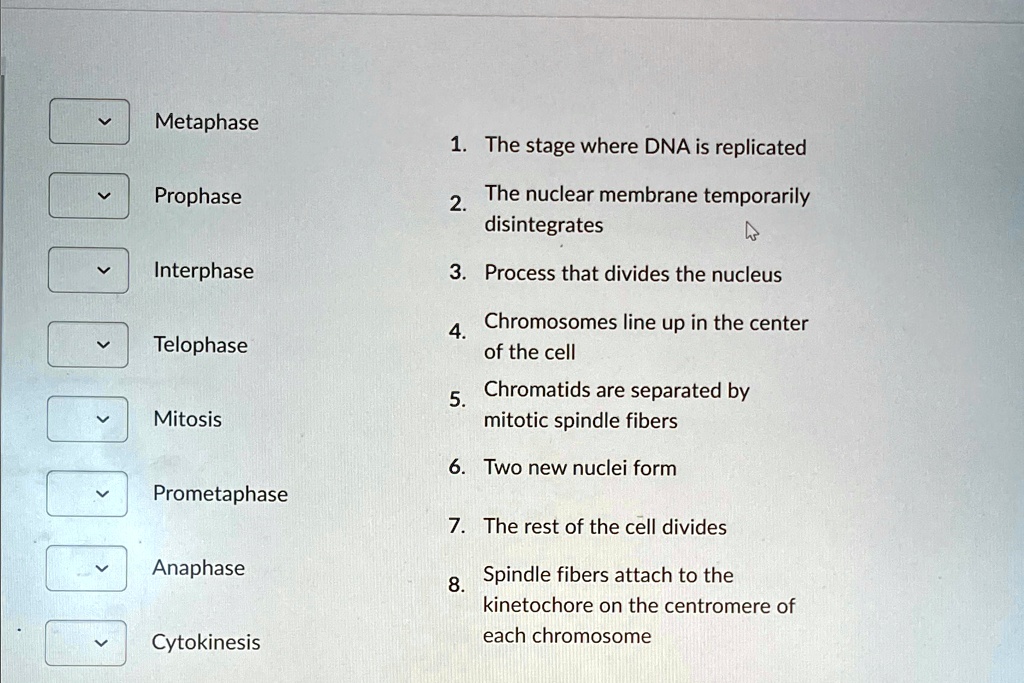 Metaphase Prophase Interphase Telophase Mitosis Prometaphase Anaphase Cytokinesis The stage ...