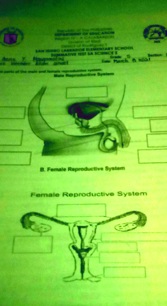 SOLVED: Name the parts of the male and female reproductive system. Male ...