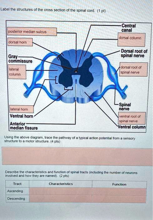 SOLVED: Label the structures of the cross section of the spinal cord (1 ...