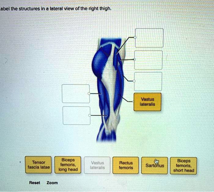 abel the structures in a lateral view of the right thigh vastus ...