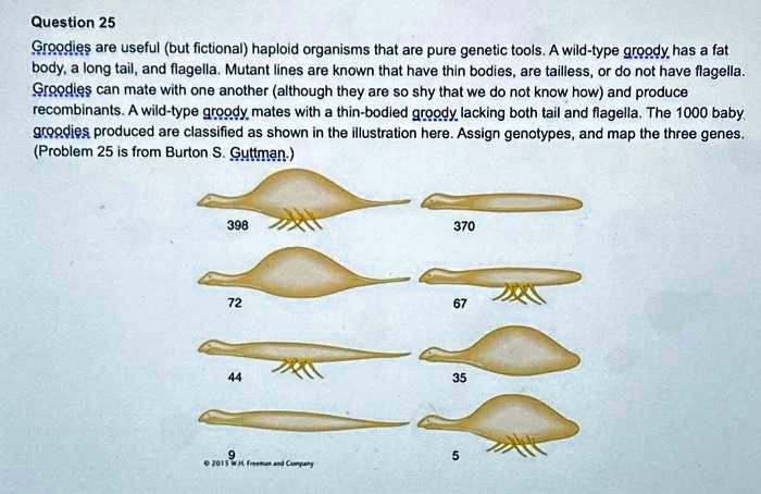 question 25 groodies are useful but fictional haploid organisms that ...