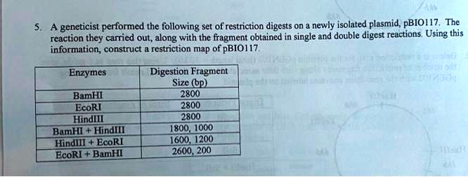 Geneticists performed the following set of restriction digests on the ...