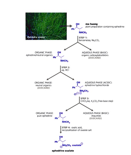ma huang plant preparation containing ephedrine Ephedra sinica OH Ph ...
