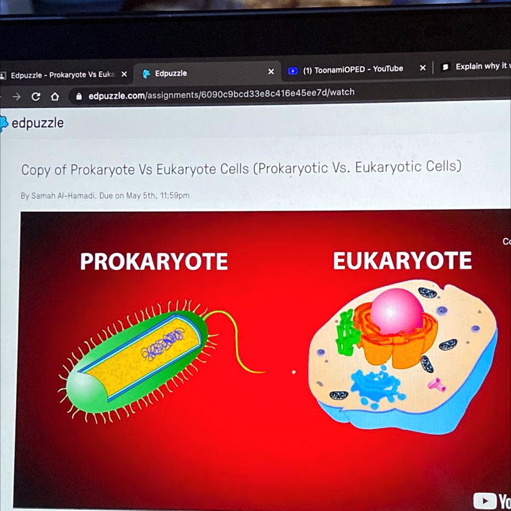 X (1) ToonamiOPED - YouTube X Explain why it Edpuzzle - Prokaryote Vs ...