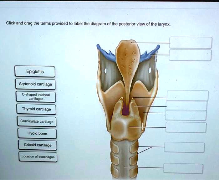 SOLVED: Click and drag the terms provided to label the diagram of the posterior view of the ...