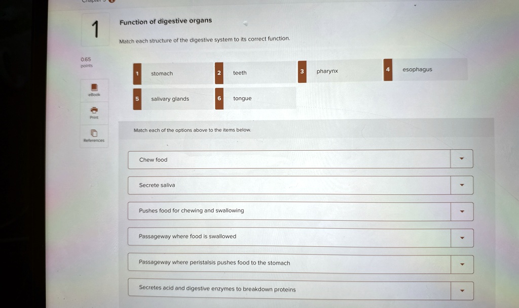 1 Function of digestive organs Match each structure of the digestive system to its correct ...