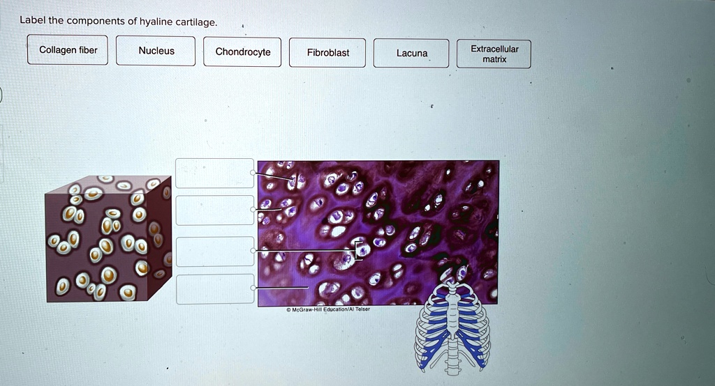 Label the components of hyaline cartilage. Collagen fiber Nucleus Chondrocyte Fibroblast Lacuna ...