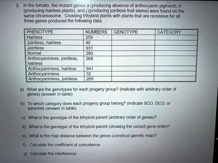 in the tomato the mutant genes producing absence of anthocyanin pigment ...
