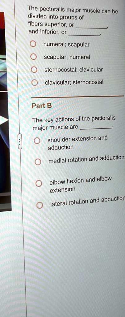 The pectoralis major muscle can be divided into groups of fibers ...