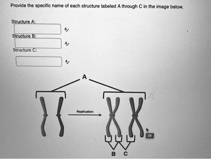 SOLVED: Provide the specific name of each structure labeled A through C ...
