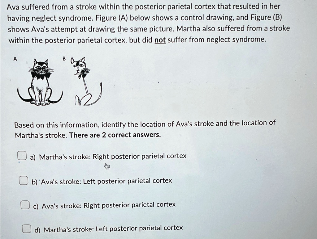 Ava suffered from a stroke within the posterior parietal cortex that ...