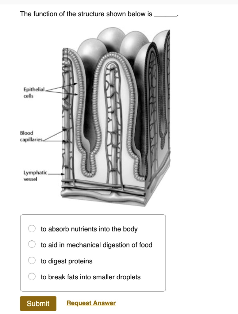 SOLVED: The function of the structure shown below is Epithelial cells ...